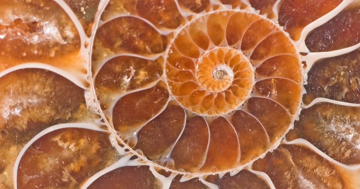 ARCHEA: AMMONITE: FIBONACCI