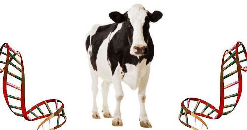 Genética Genaral: Introducción a la Genética Animal.