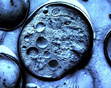 BIOLOGIA CELULAR Y MOLECULAR: EL CITOESQUELETO CELULAR