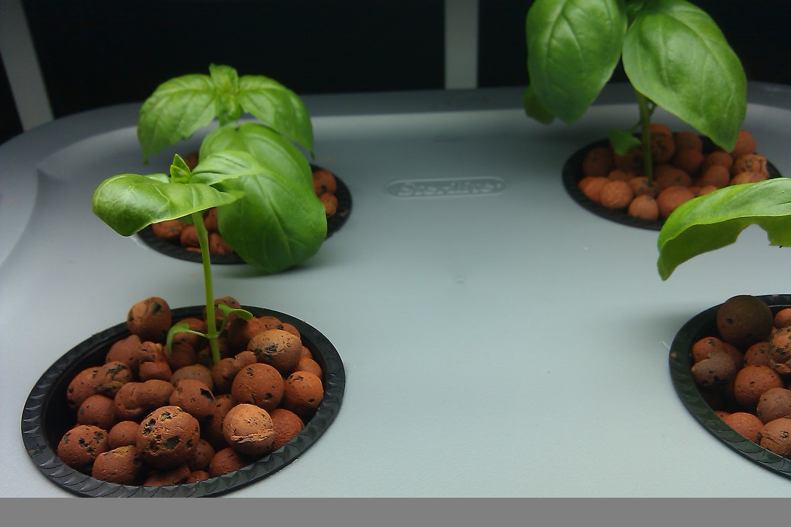 Rick's Roots - A Gardening Blog: April 2011