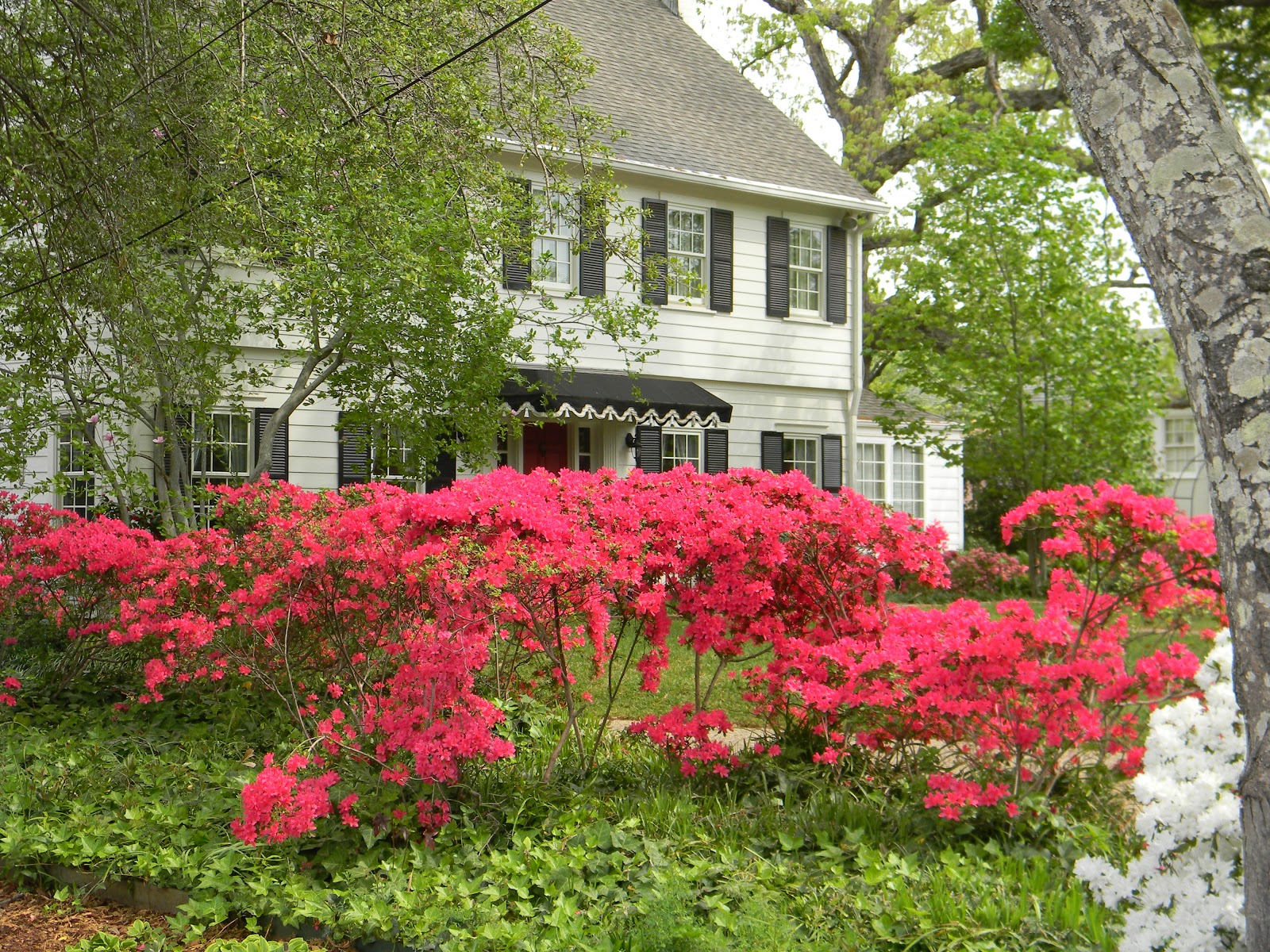 RVFulltimingLove: Tyler Azalea Trail, Tyler, Tx