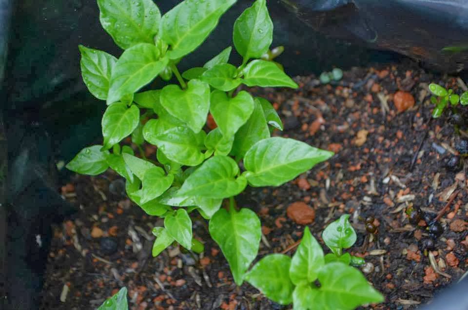 from my garden: Bird eyes chilies (lada burung)