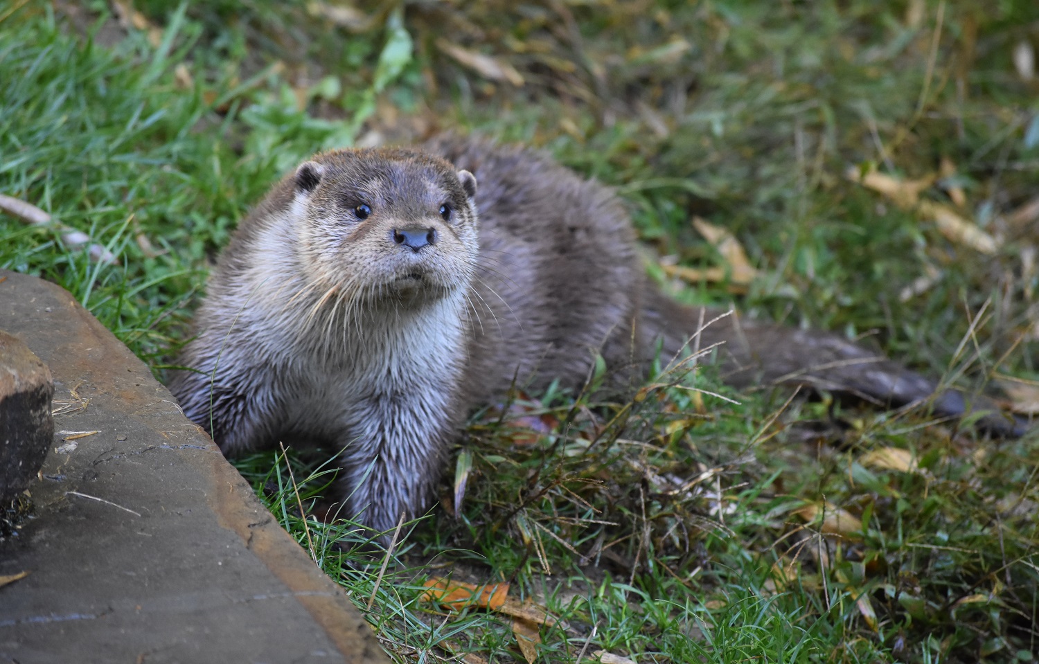 ZOOTOGRAFIANDO (6.100 ANIMALS): NUTRIA EUROPEA / EURASIAN OTTER (Lutra ...