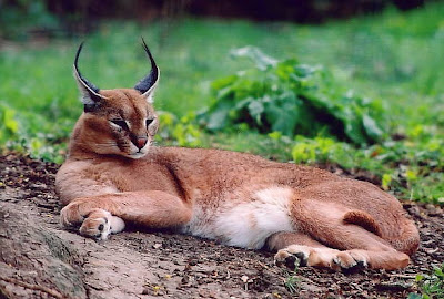 Caracal | The Life of Animals