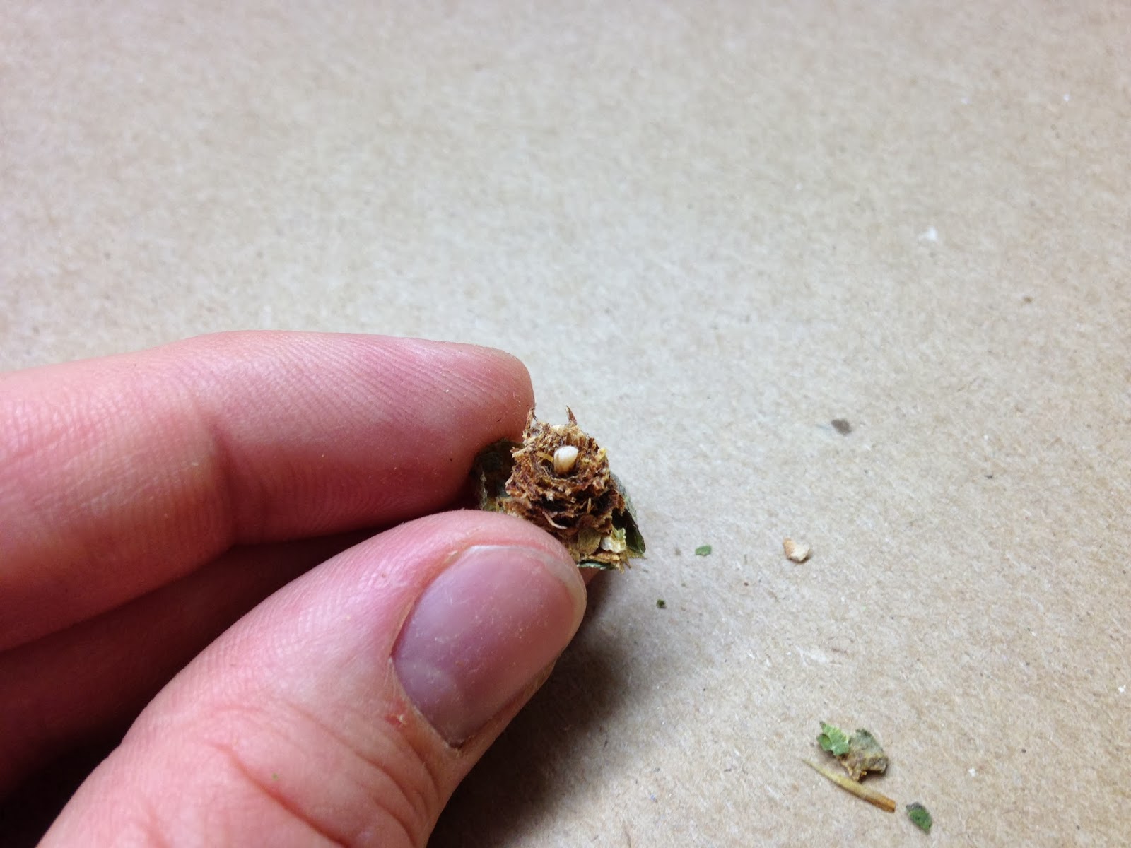 Spuds and Sprouts: Weird Insects - Part 2 - Gall-forming insects