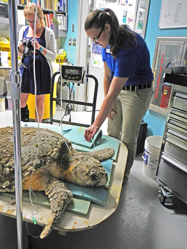 Sea Turtle Hospital: New Stranding Moves from Intensive Care Ward