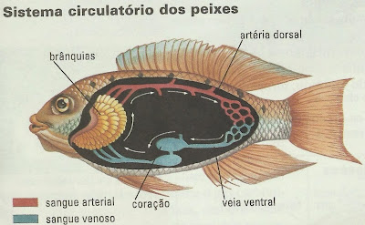 Segundo Ano Biologia: Peixes
