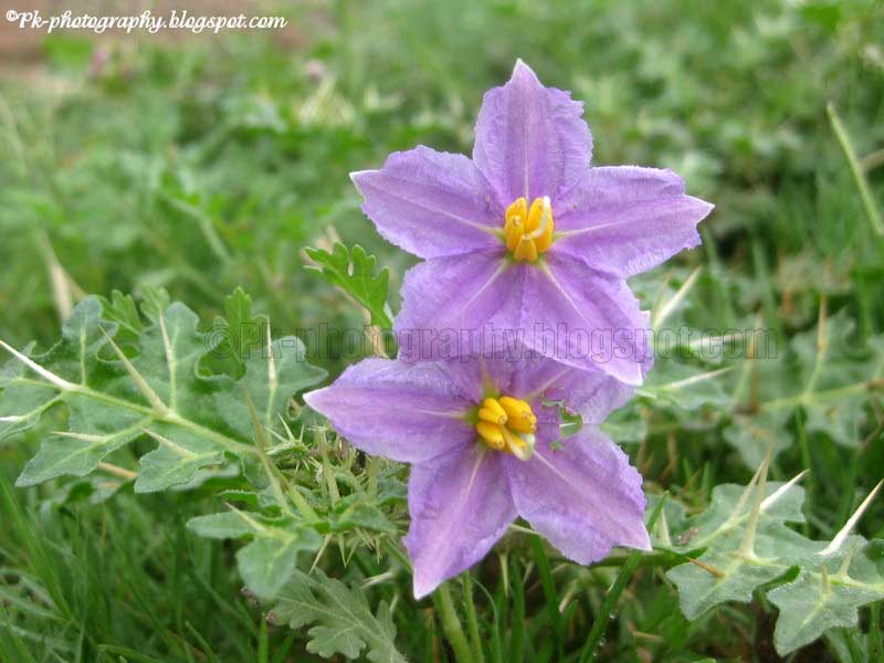 Kantakari-Solanum xanthocarpum | Nature, Cultural, and Travel ...