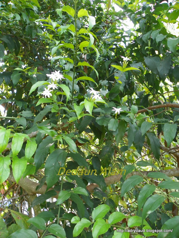 Dedaun Alam: Melur Hutan