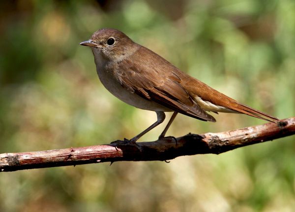 Serrat Multimedia: El Rossinyol / El ruiseñor
