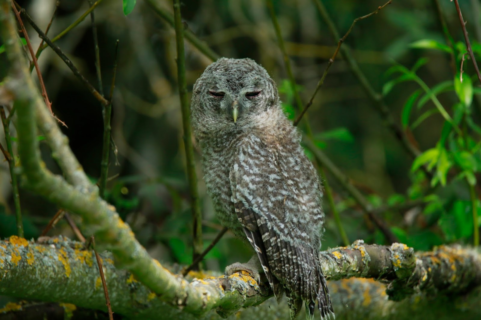 NATURAMETEO, majulada: Cárabo común ( strix aluco )