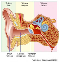 6 Ciri Ciri Penyakit Radang Telinga Dan Solusi Pengobatan ~ Daun Sirsak