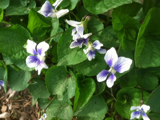 How to Make Sugared Violets