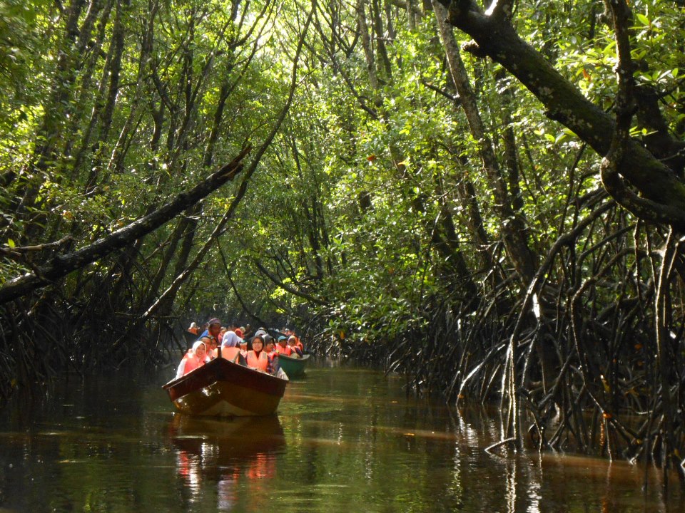 HAFIZ'S CHERATING ACTIVITIES: cherating mangrove river cruise/ nature ...