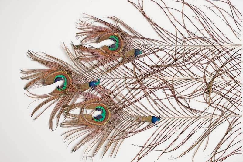 Feather Art by Chris Maynard