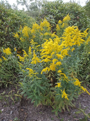 Ferdian Beuh: Goldenrod