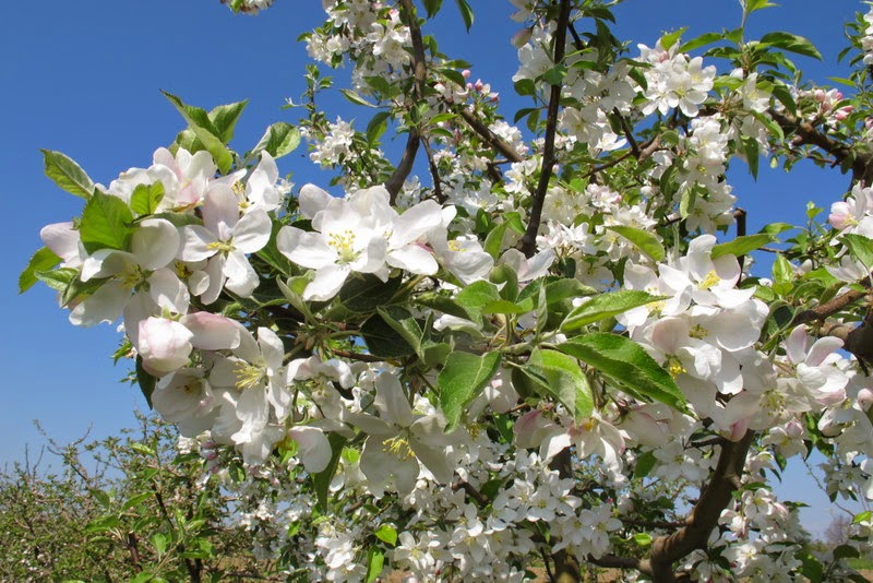 Floarea -bunica: Au inflorit merii