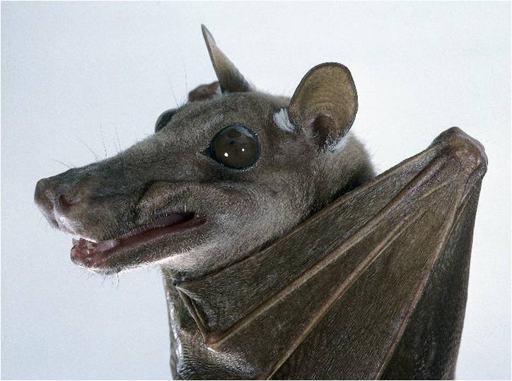 The Biologian: Bats! (Stuff I Compiled Teaching a Halloween Themed ...