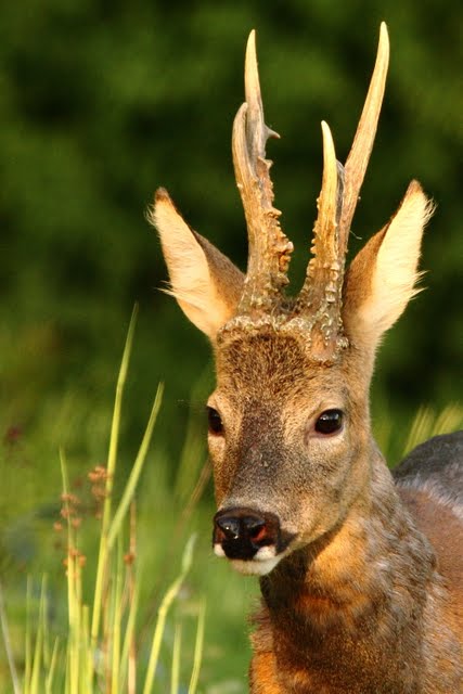 PHOTOGRAPHE NATURE: Magnifique Chevreuil à Creuse (80)