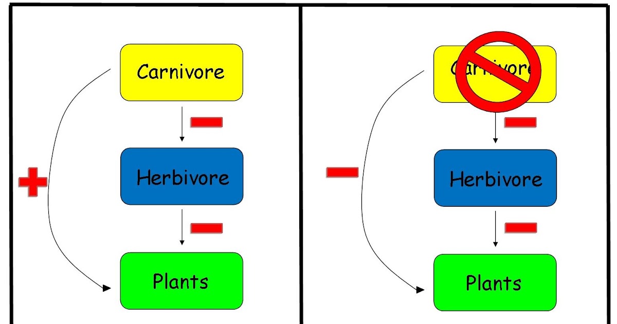 Apex Predator Conservation Trophic Cascades