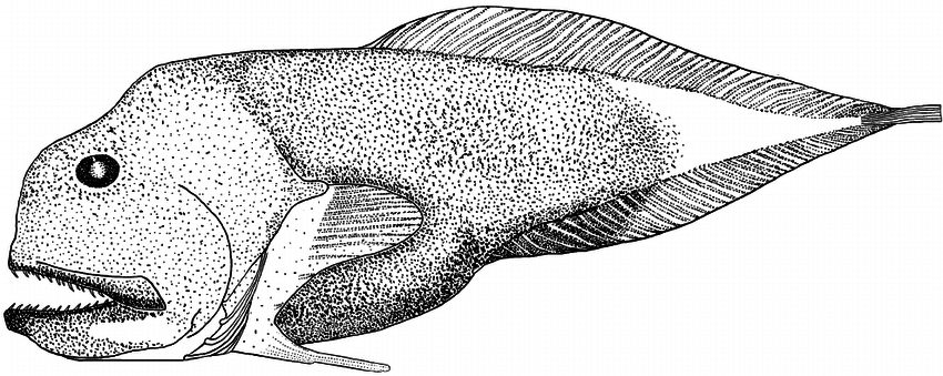Artes de Pesca: ACTINOPTERYGII