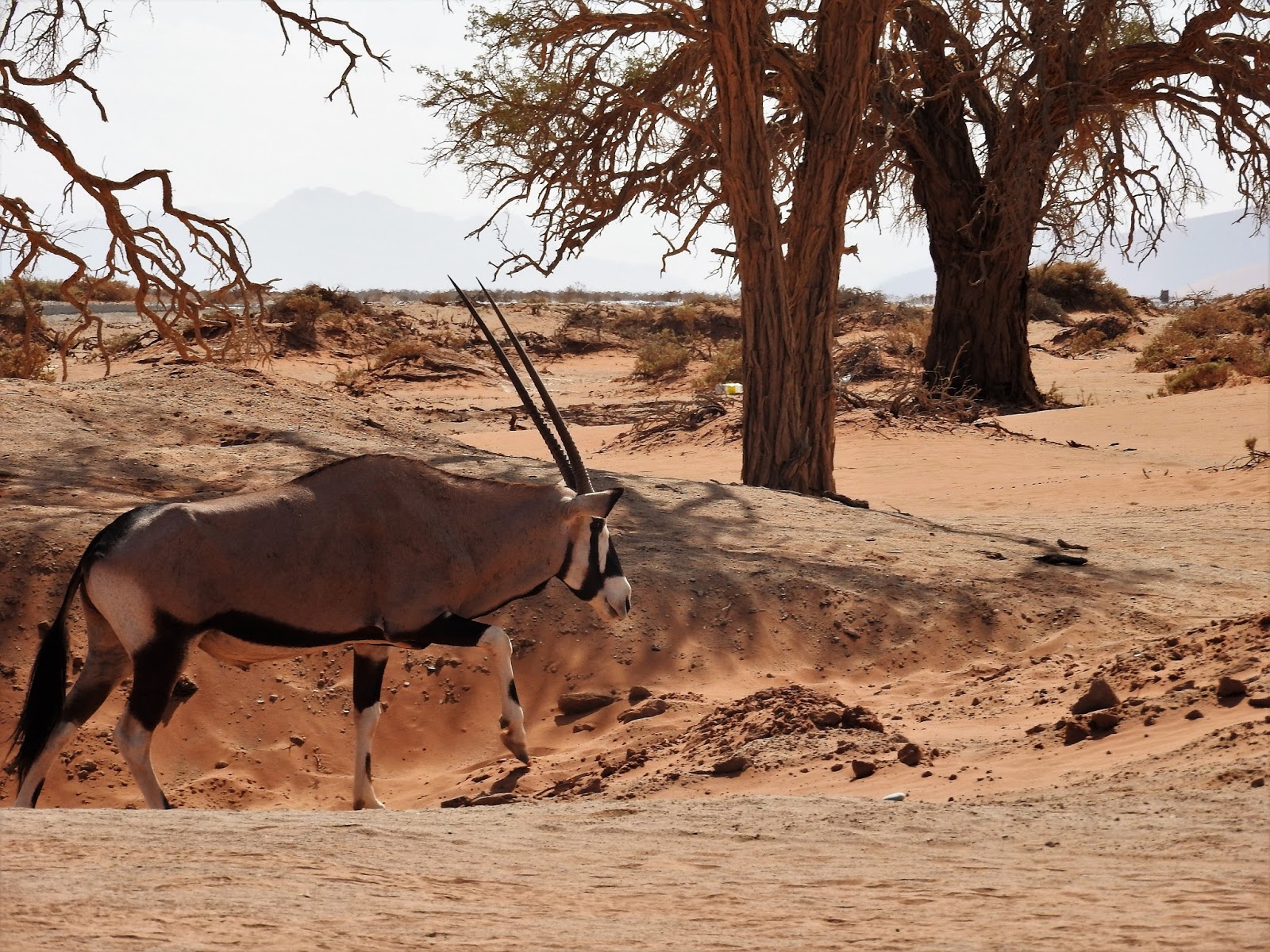 The Girl with the Panda Tattoo: Overland Africa: The Wildlife