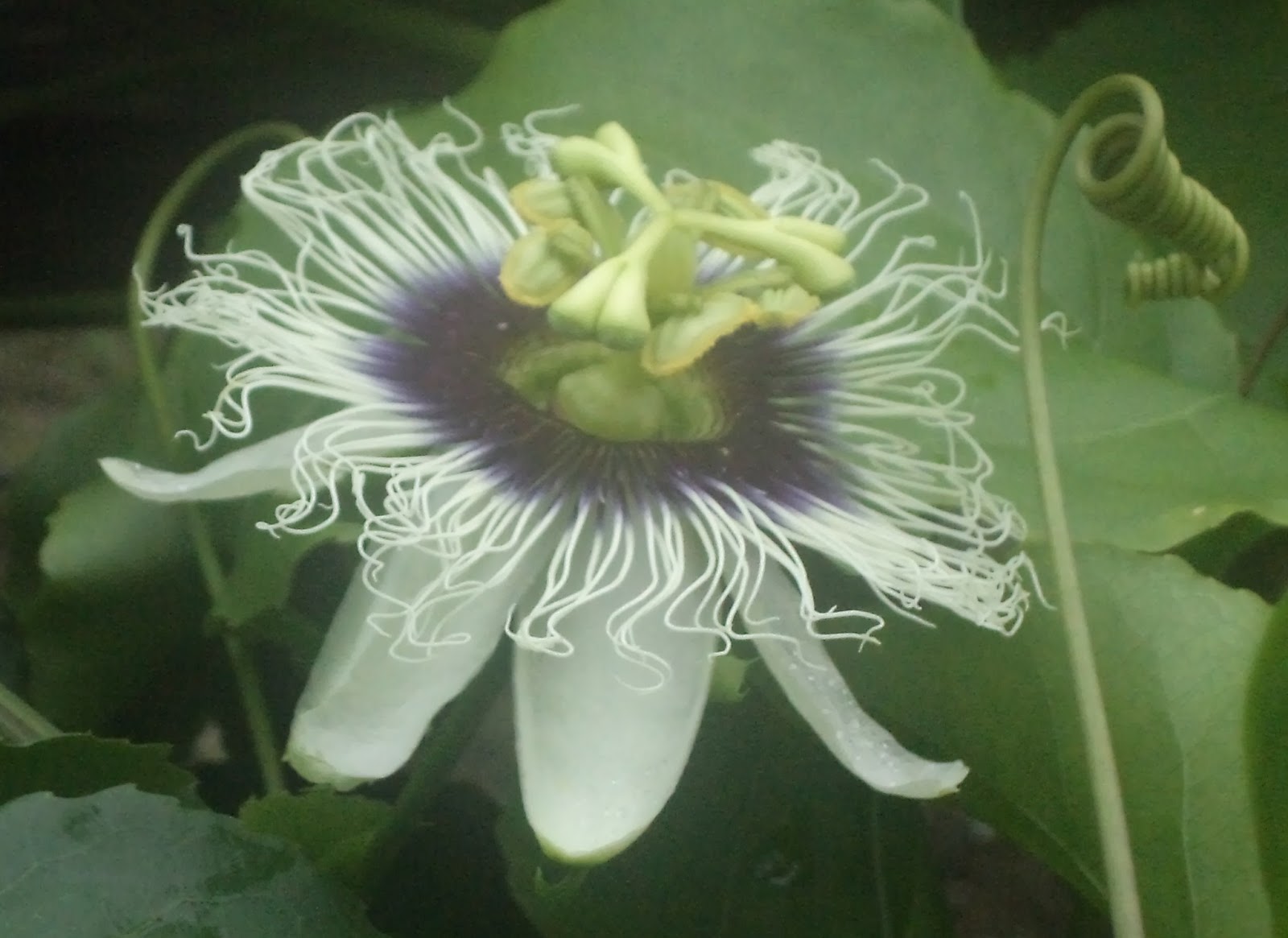 anaklaut: TANAMAN MARKISA DI HALAMAN RUMAH