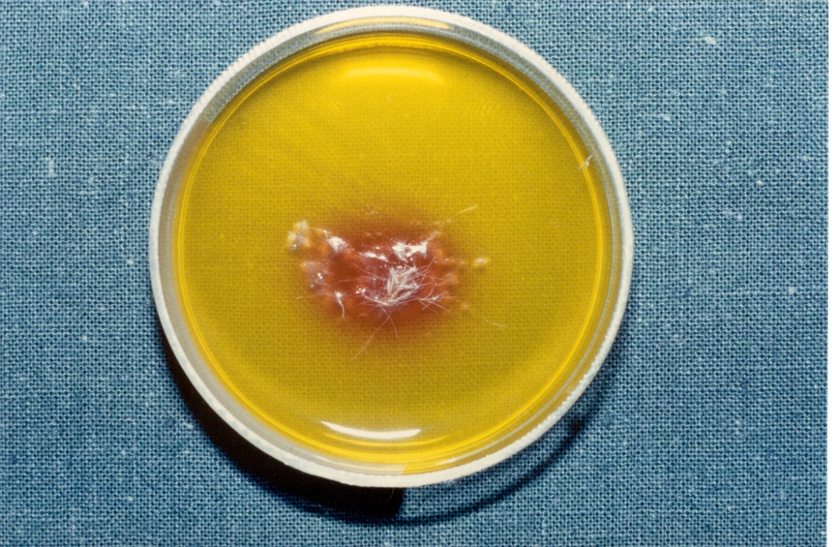 Gyvūnų globa prieglaudose: Dermatofitozė (odos grybelis) ir jos ...