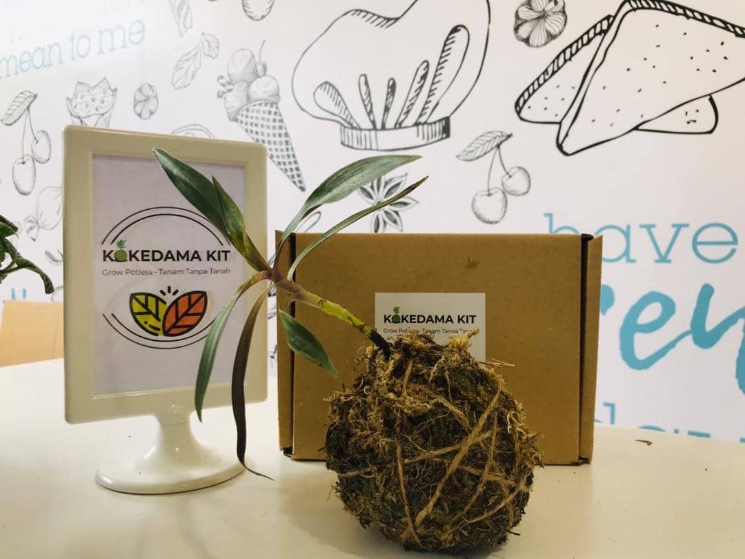 Kokedama Kit Malaysia