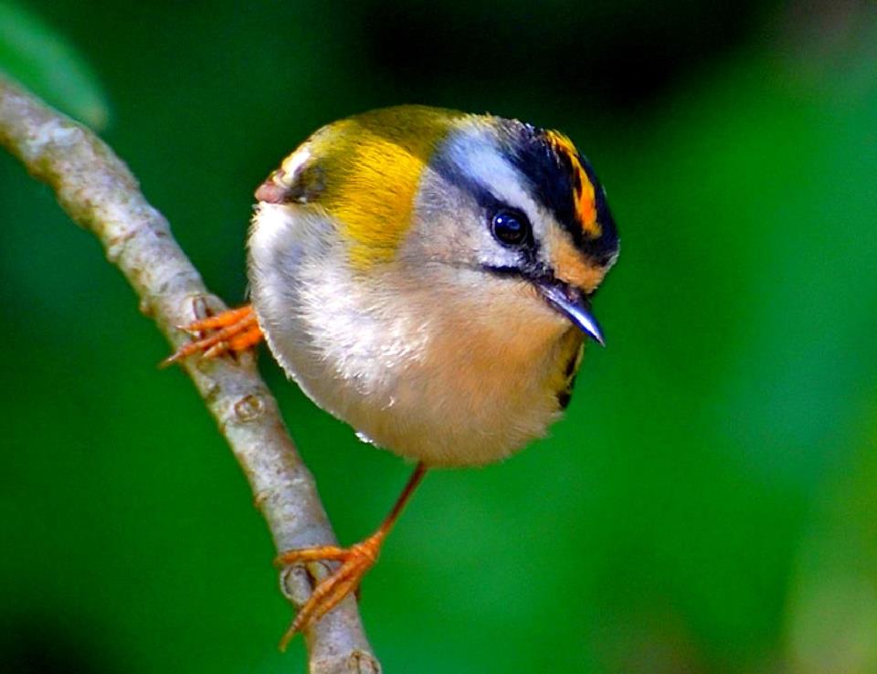 animals and birds in forest