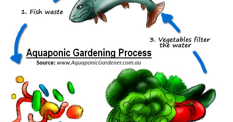 Michigan Medical Marijuana Report: GROW TIP: Aquaponics - by Ben Horner