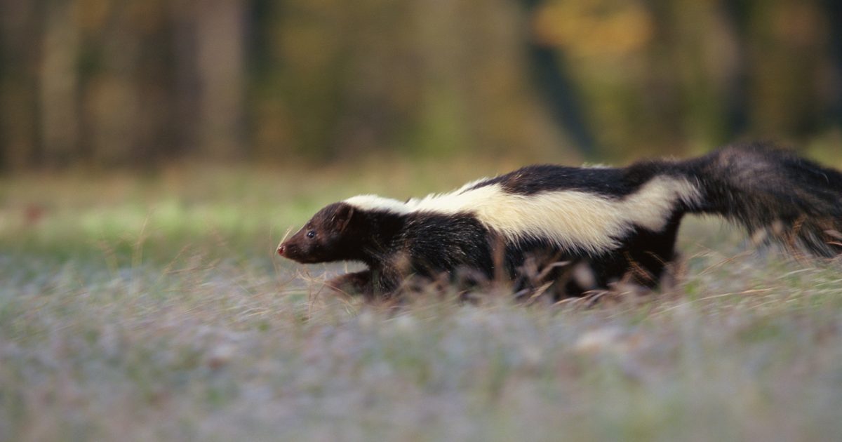 Uruguay y sus curiosidades-Uruguay and its curiosities: Skunks in ...