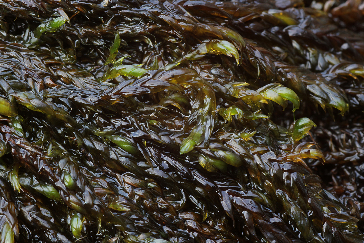 Gower Wildlife: Cwmdulais river mosses