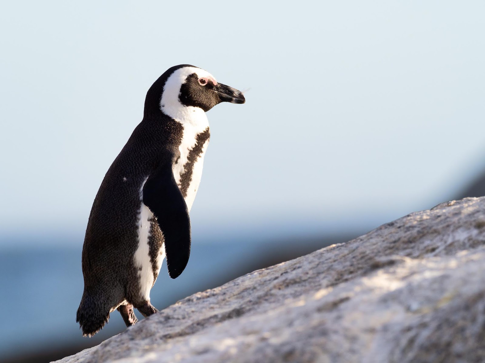 Penguins: Should They Be Considered Birds?