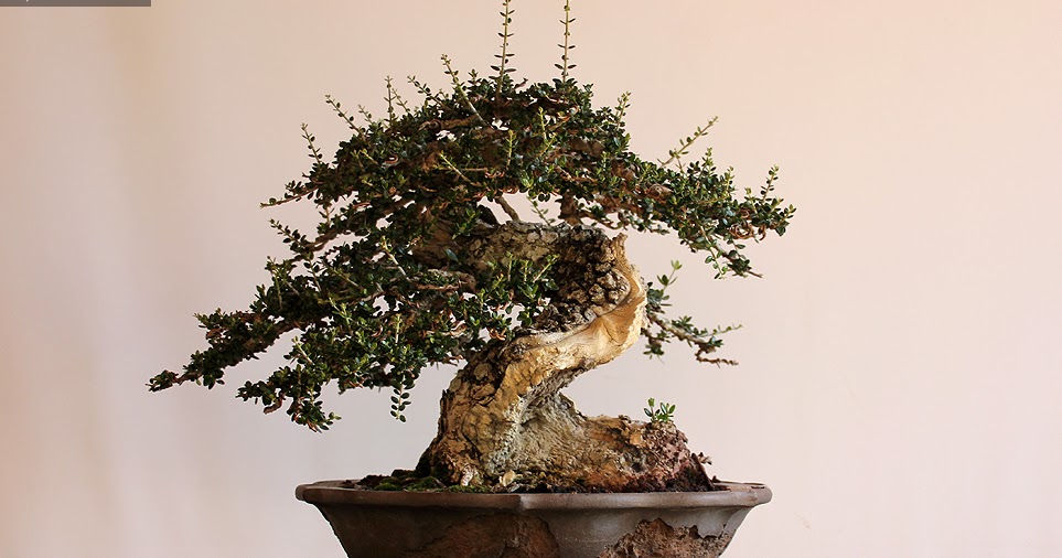 Yamadori Passion: Olea Europaea Spp. Sylvestris (VII)