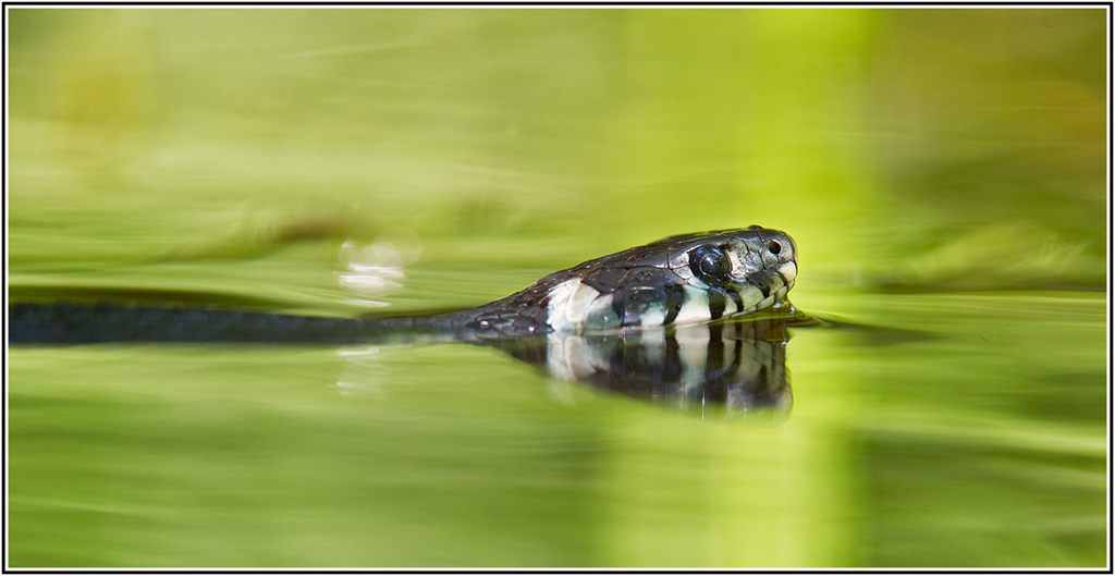 TOM DYRING WILDPHOTO / NN: GRASS SNAKE (BUORM) SWIMMING IN A LOCAL POND