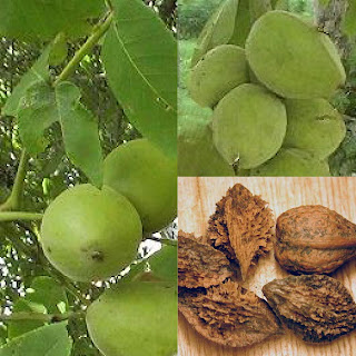 Temperate Climate Permaculture: Permaculture Plants: Other Walnut Species