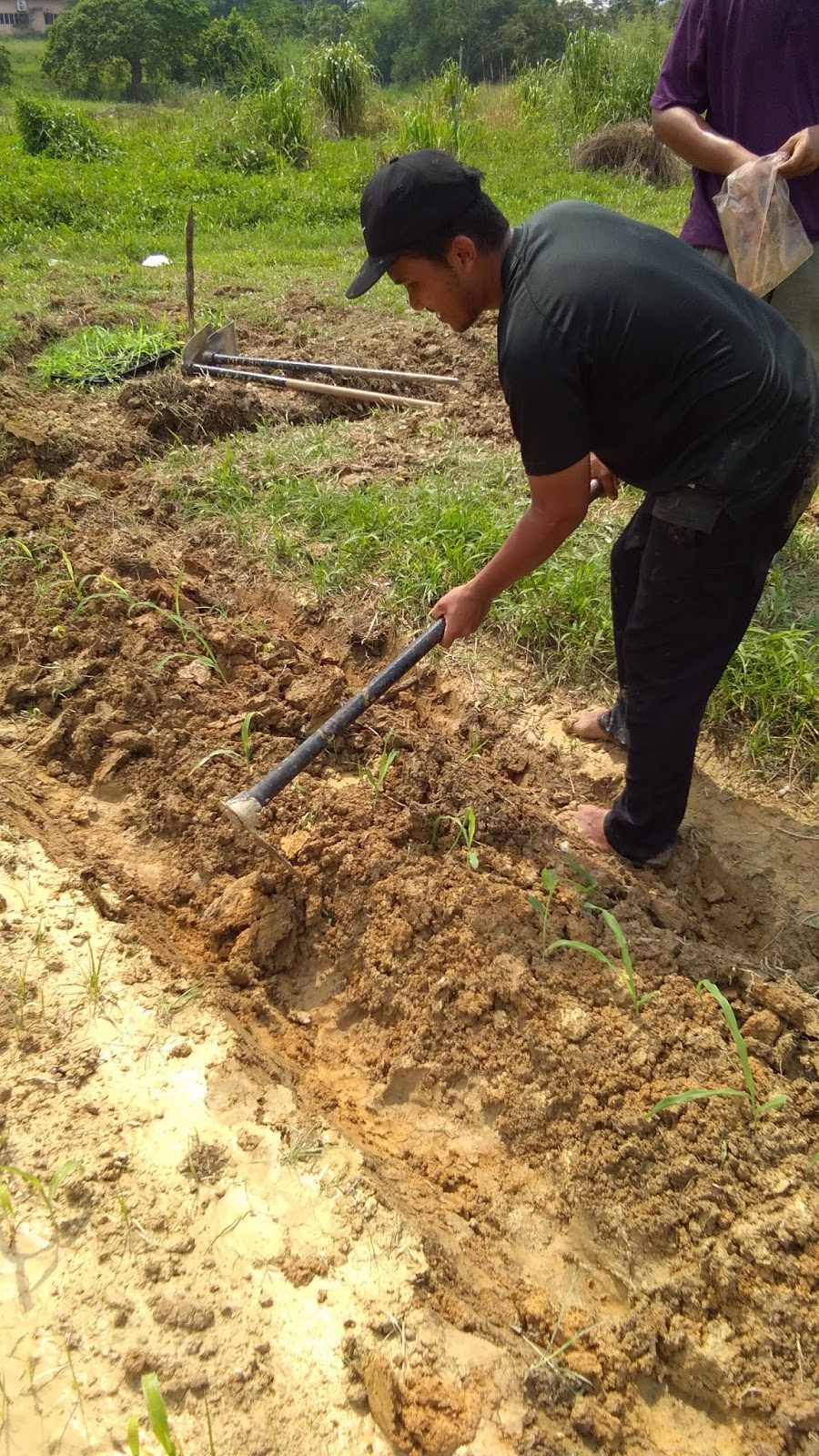 AGR3001 Kump 1: Projek Tanaman Jagung