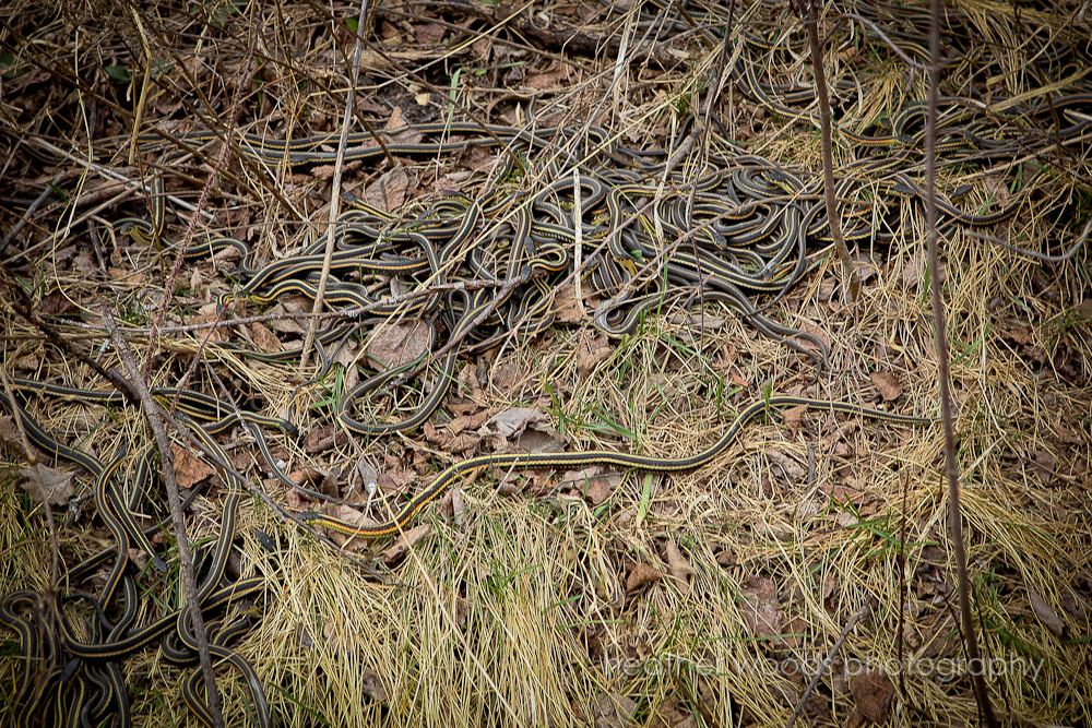 Family Things to Do in Winnipeg & in Manitoba: Snake Dens; CHECK!