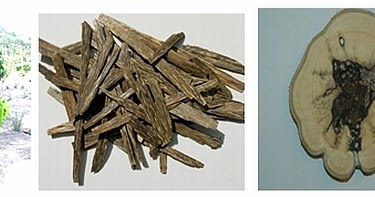 Paku Midin: 3 Types Famous of Gaharu Product in Market