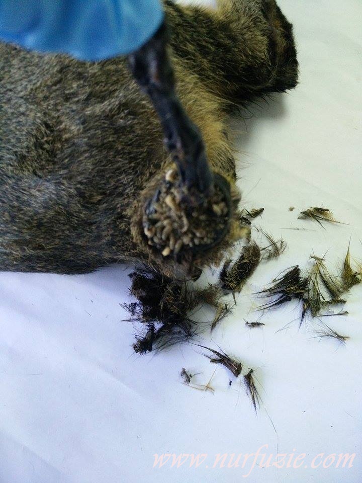 Kes Klinik : Kucing Berulat