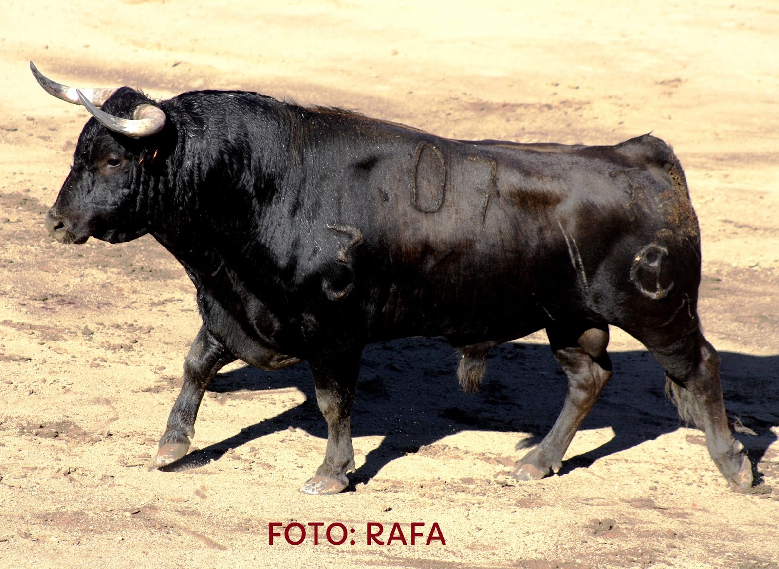 Toreo en Red Hondo: CÉRET DE TOROS, 2017 (3): SALTILLO