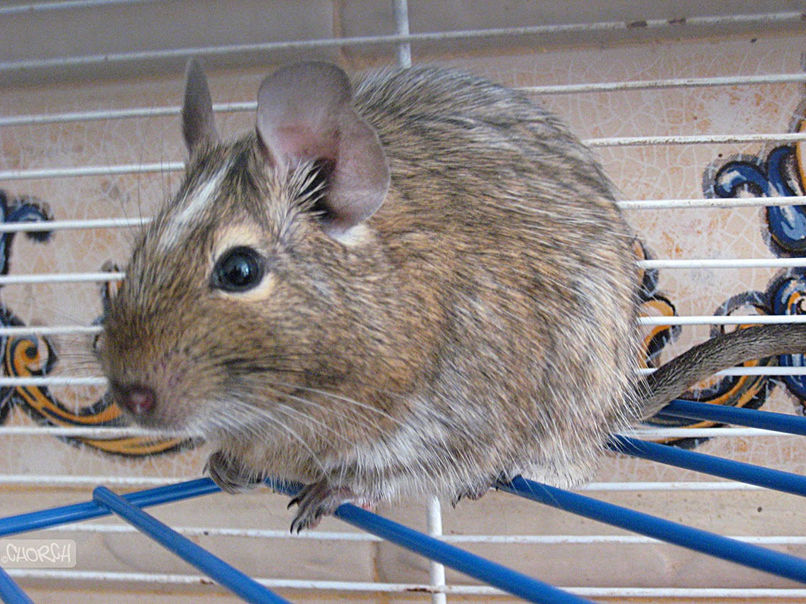 cobais del Rentonar: DEGÚS DE COLORES Y MARCAS ESPECIALES