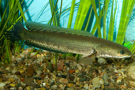 K@yanye: IKAN-Ikan Air Tawar