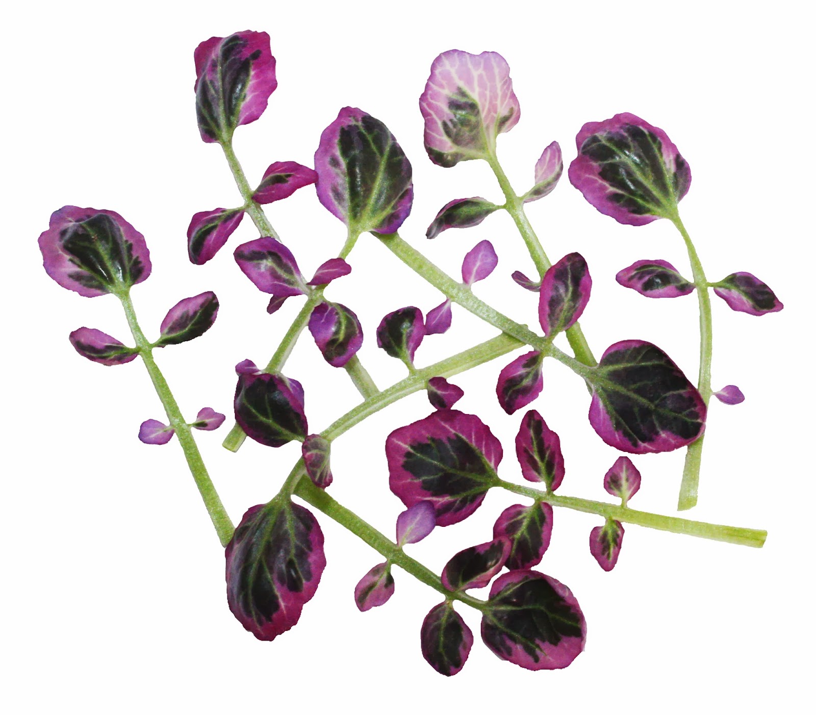 Whom You Know: Fresh Origins February 2014 What's New On the Farm ...