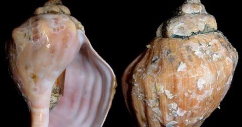 Variety of Life: Volutopsius