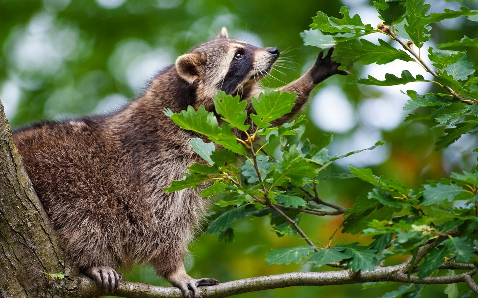 Blog do Edu Ambiental: Guaxinim