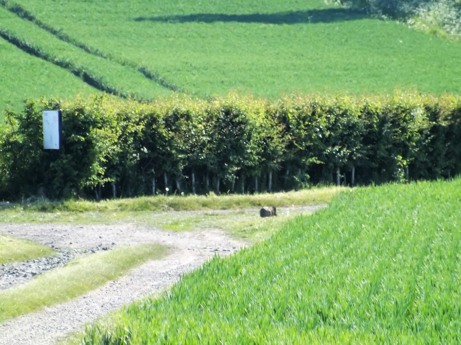 JJ's Wargames: Battle of Stoke Field, 16th June 1487