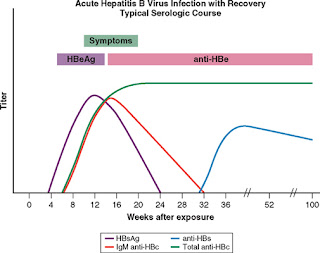 All About Hepatits B: Acute vs. Chronic Hepatitis B