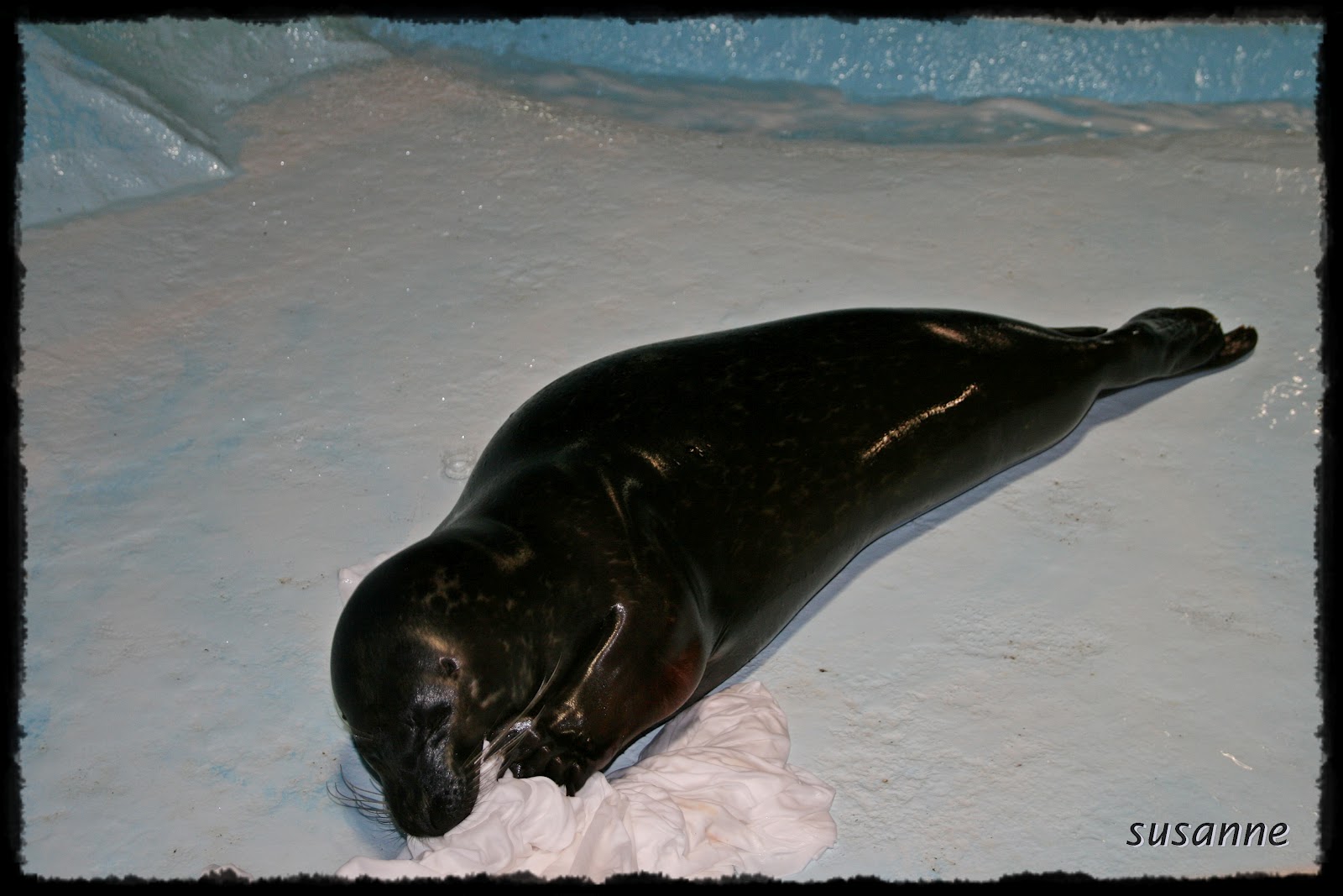 blommor och kvistar: uppstoppade djur